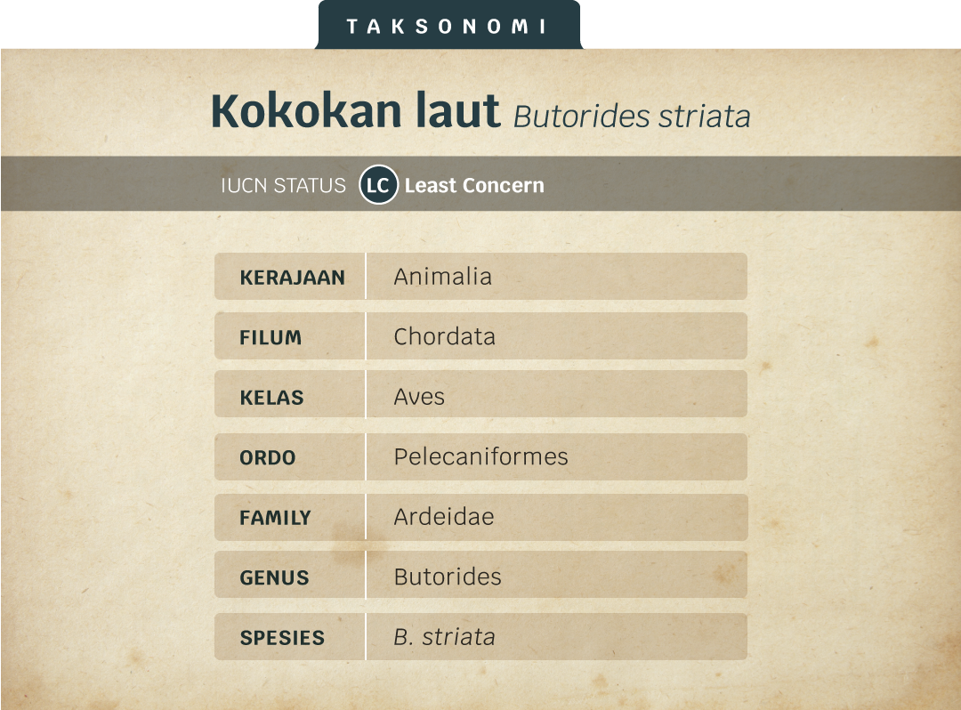 Animalium Kokokan Laut, Pemalu dan Gemar Menyendiri - Animalium