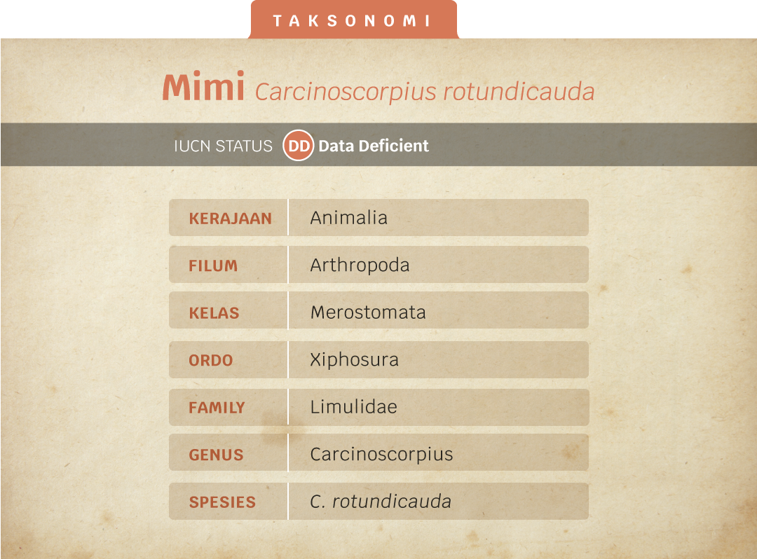 Mimi Si Hewan Purba Jadi Lambang Cinta Sejati - Animalium