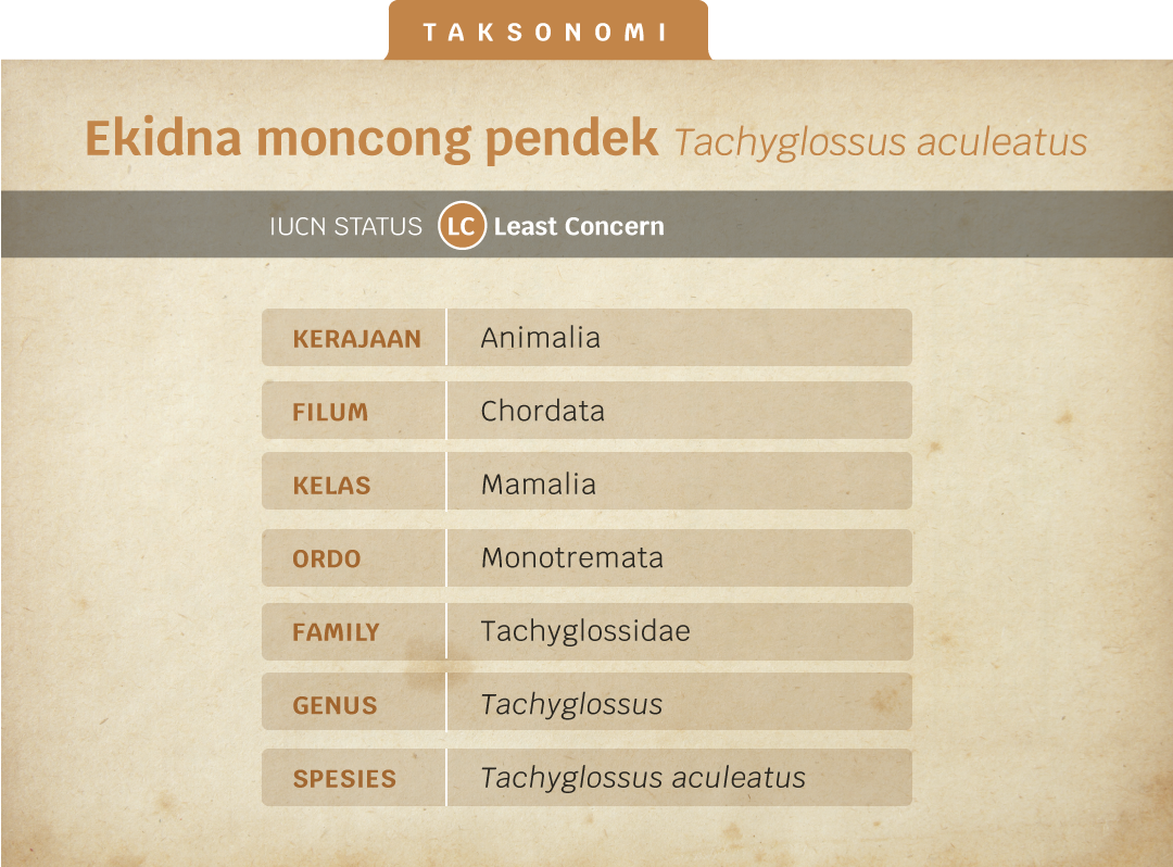 Nokdiak Satu-Satunya Mamalia Bertelur Asal Papua - Animalium