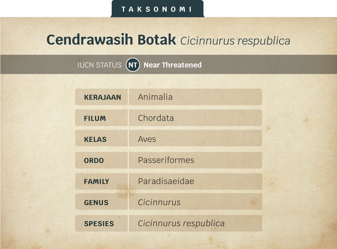 Animalium Cendrawasih Botak, Burung Menawan dari Papua - Animalium