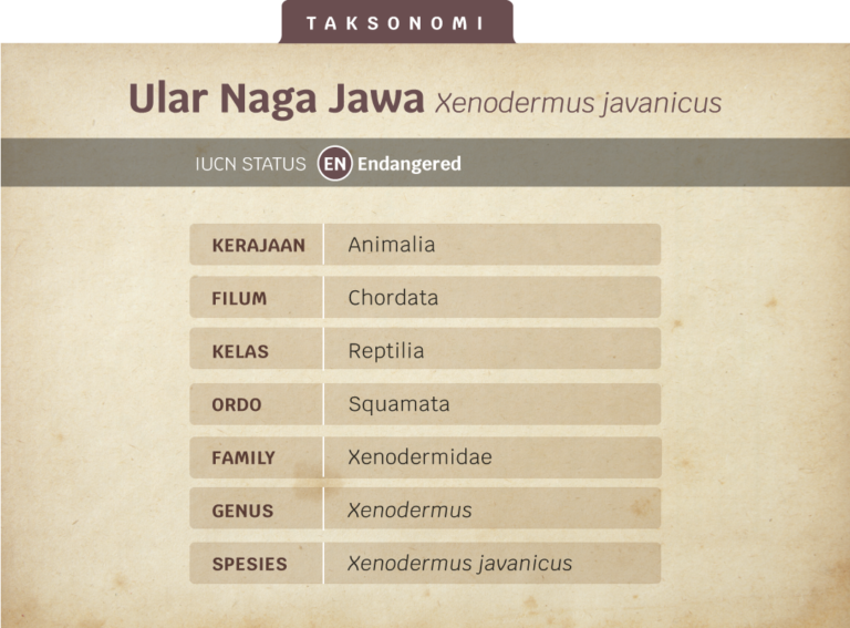 Ular Naga Jawa, Satwa Nyata Bukan Dongeng - Animalium
